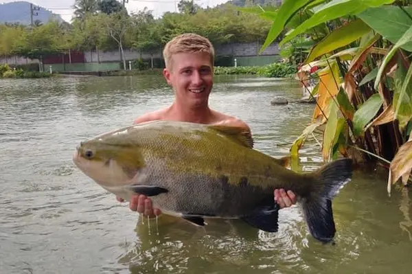 Tambaqui | Our Fish | TopCats Fishing Resort | Fishing in Thailand