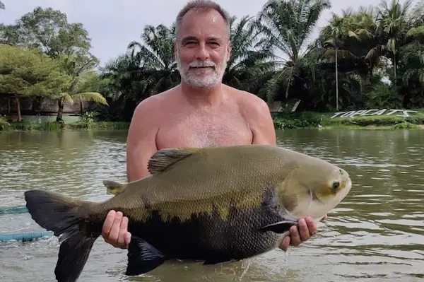 Tambaqui | Our Fish | TopCats Fishing Resort | Fishing in Thailand