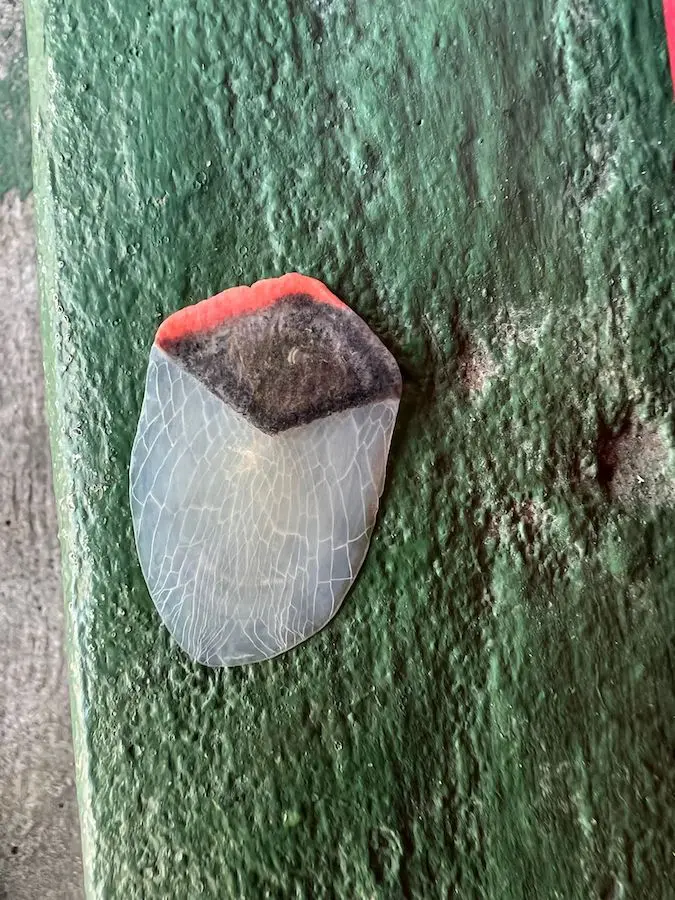 Arapaima Scales | Thailand Fishing Blog